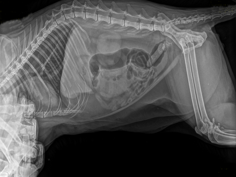 Top 6 Factors that You Need to Consider When Selecting the Veterinary X ...